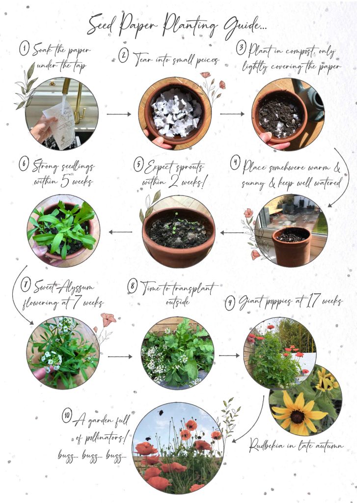 How to plant seed paper